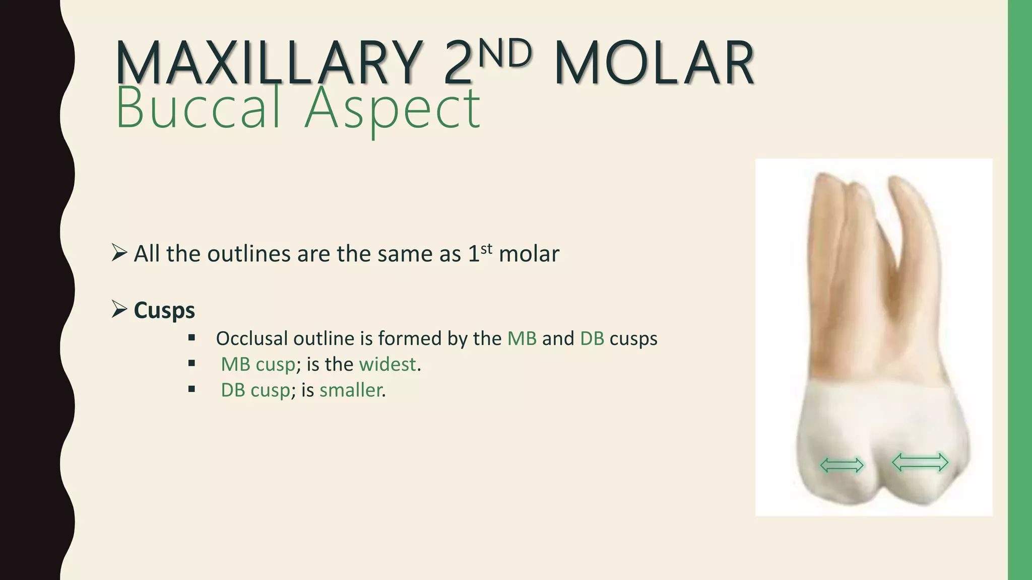 Maxillary second molar | PPTX