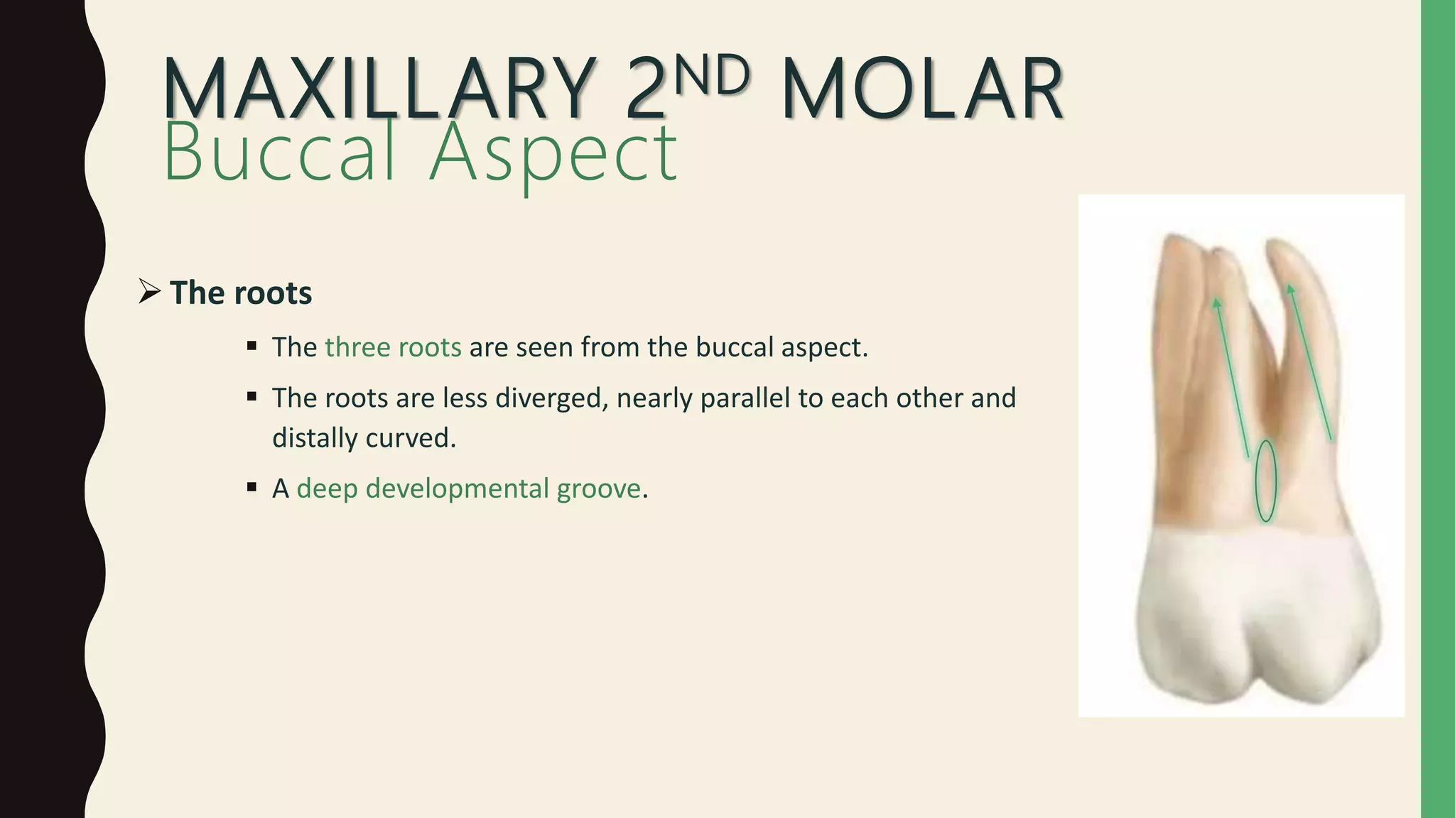 Maxillary second molar | PPTX