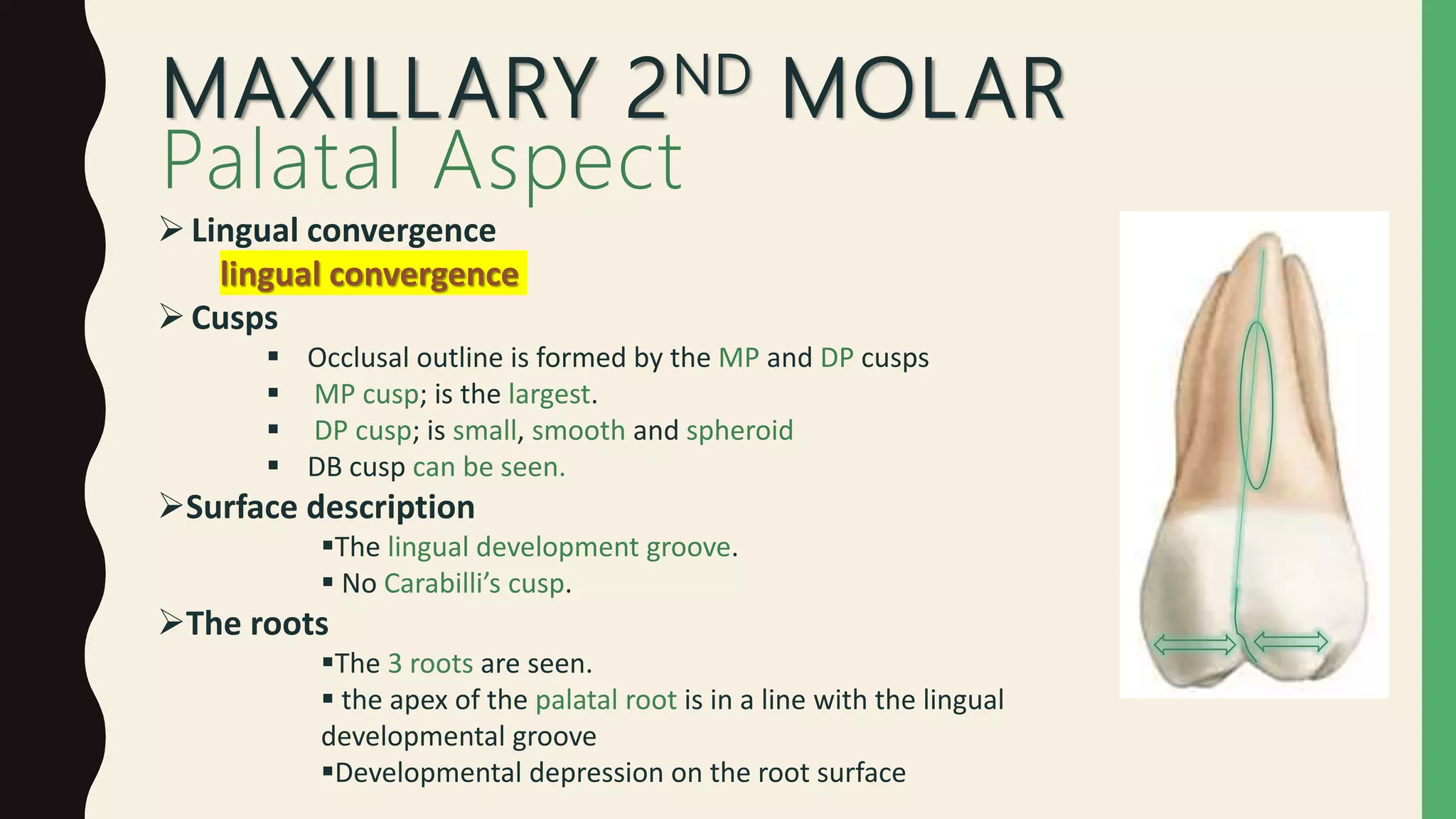 Maxillary second molar | PPTX