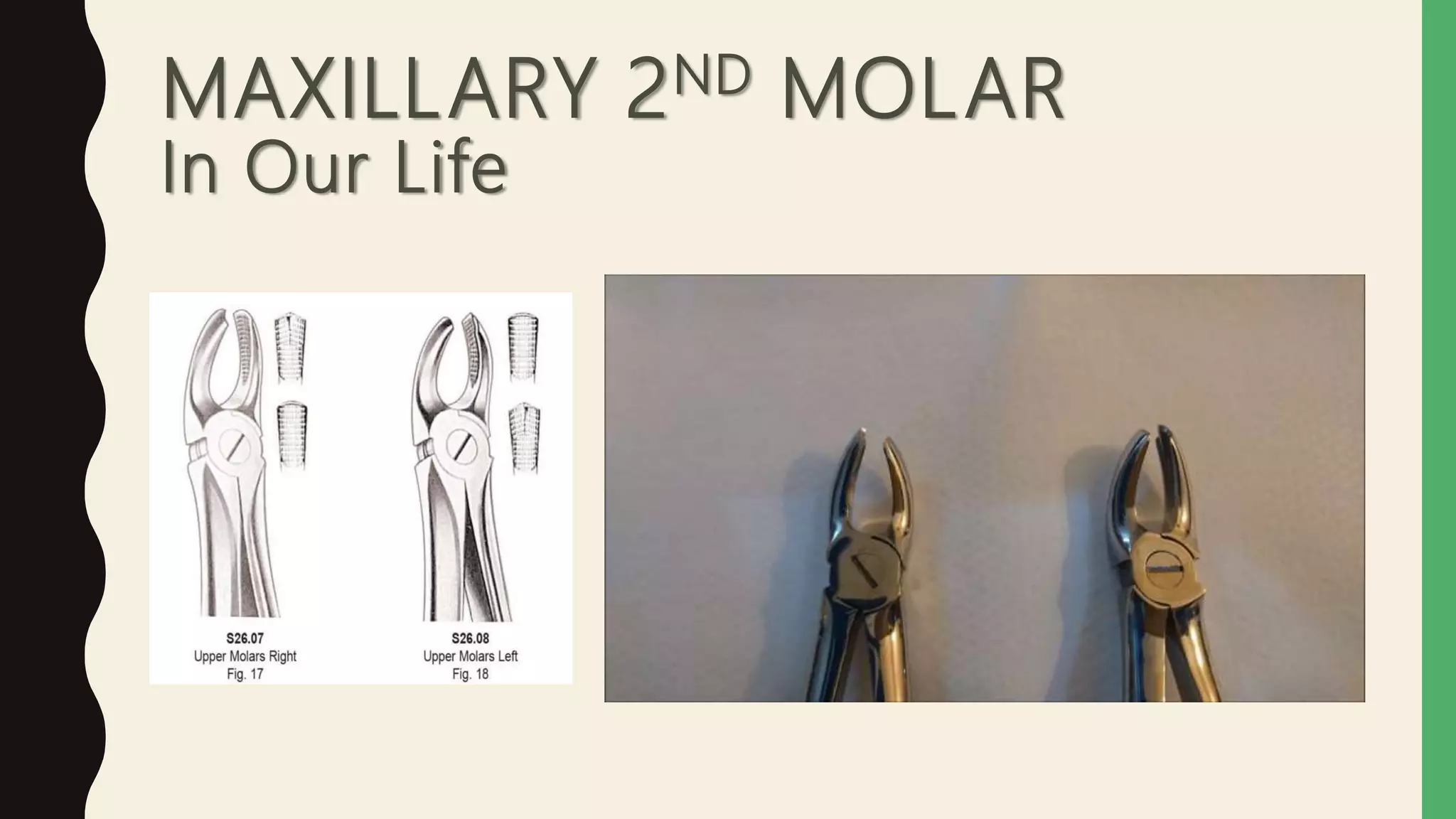 Maxillary second molar | PPTX