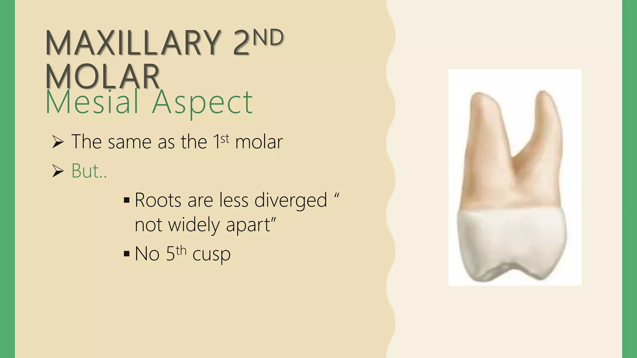 Maxillary second molar | PPTX