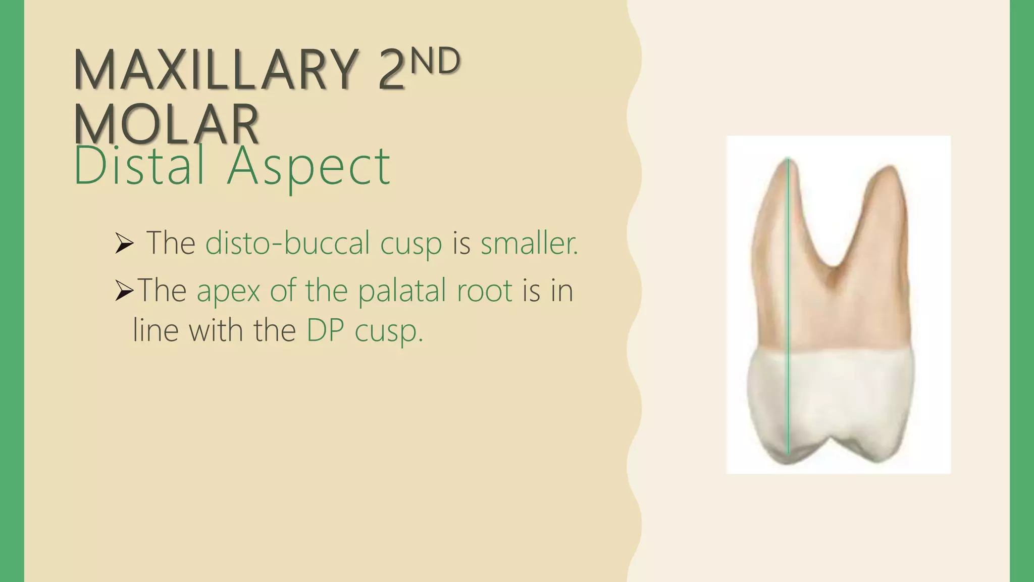 Maxillary second molar | PPTX