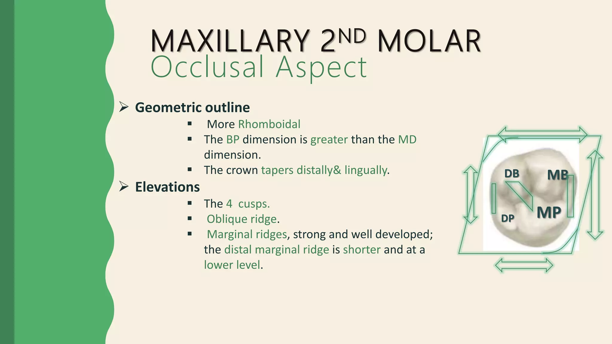 Maxillary second molar | PPTX