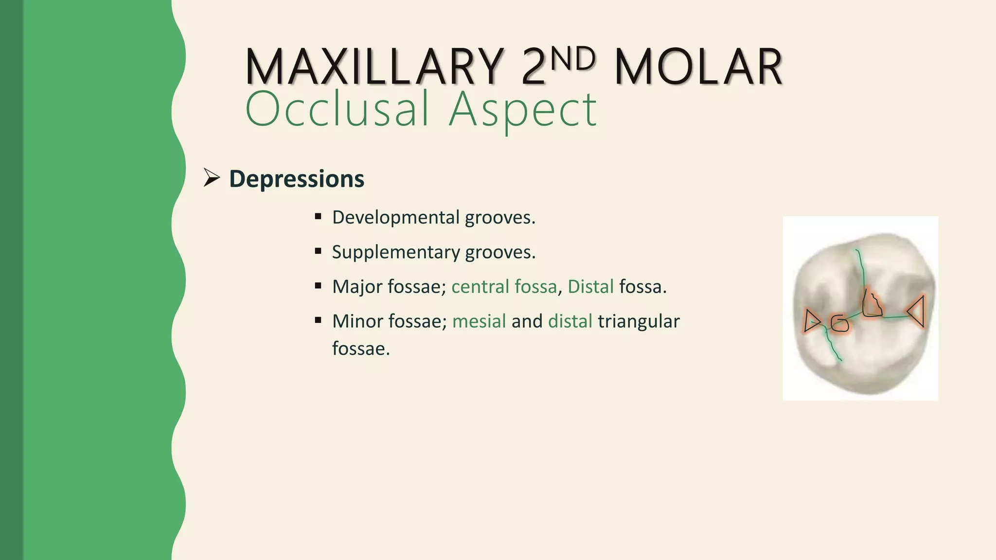 Maxillary second molar | PPTX