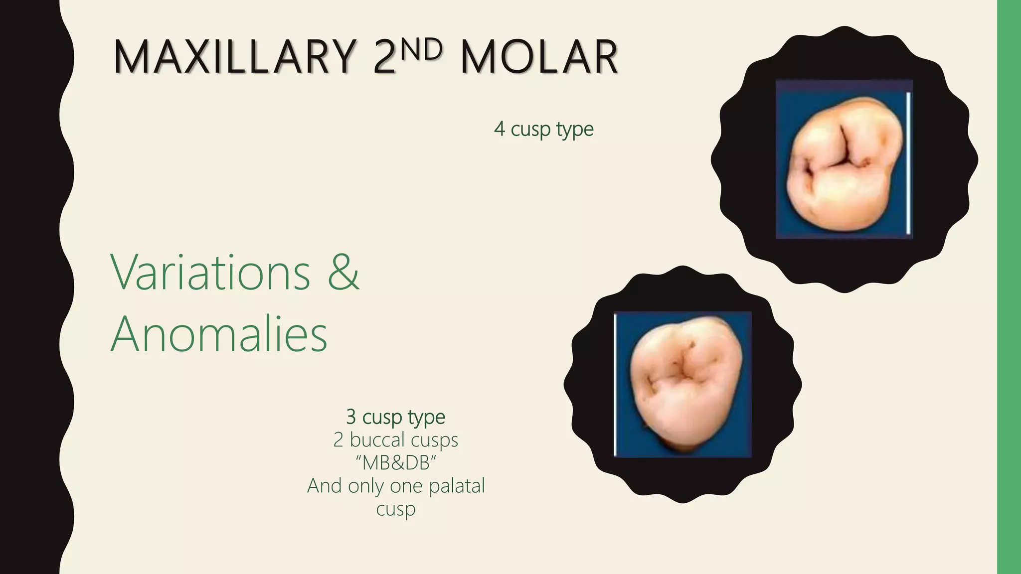 Maxillary second molar | PPTX