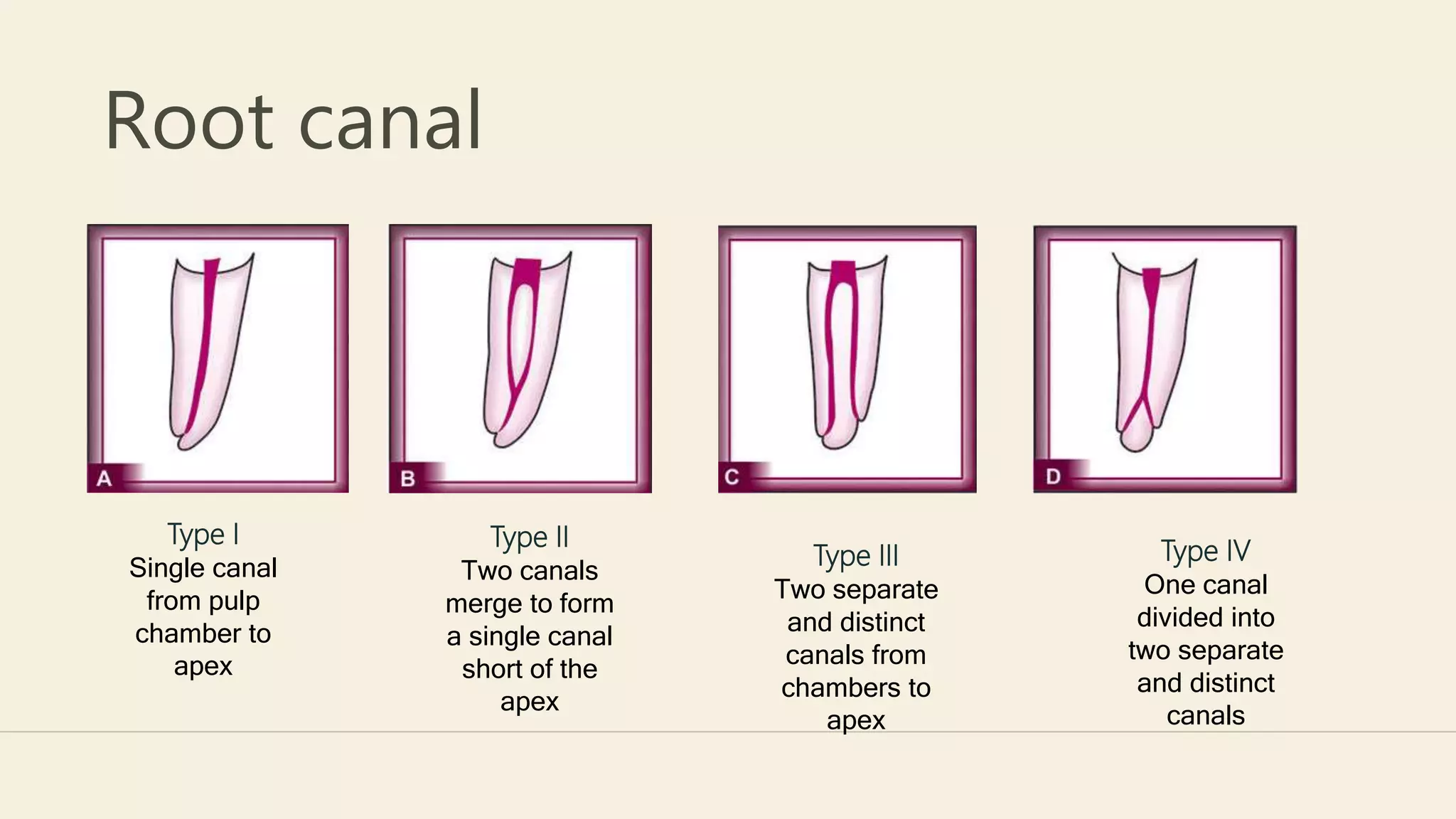 Maxillary second molar | PPTX
