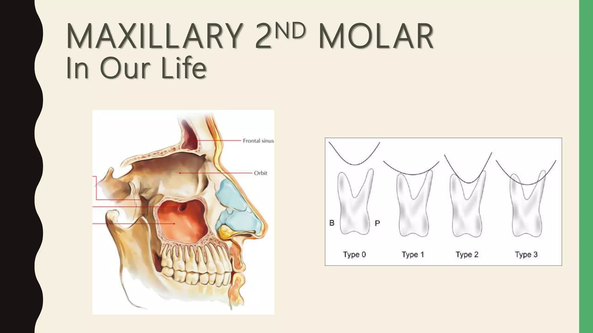 Maxillary second molar | PPTX