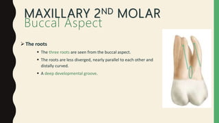 Maxillary second molar | PPTX