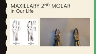 Maxillary second molar | PPTX