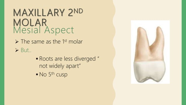 Maxillary second molar | PPTX | Dental Health | Diseases and Conditions