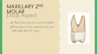 Maxillary second molar | PPTX