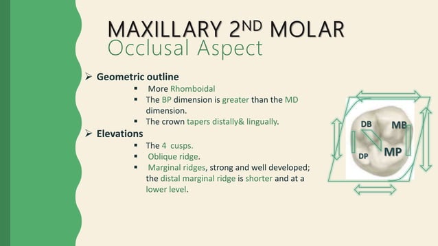 Maxillary second molar | PPTX | Dental Health | Diseases and Conditions