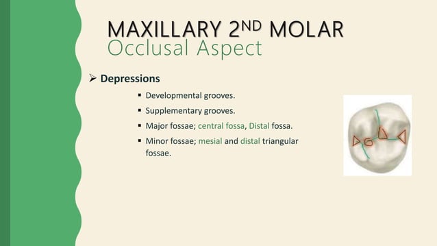 Maxillary second molar | PPTX | Dental Health | Diseases and Conditions