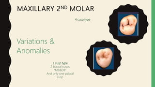 Maxillary second molar | PPTX