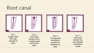 Maxillary second molar | PPTX