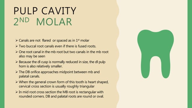 Maxillary second molar | PPTX | Dental Health | Diseases and Conditions