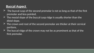MAXILLARY SECOND PREMOLAR. The outline of the crown is more rounded or ...