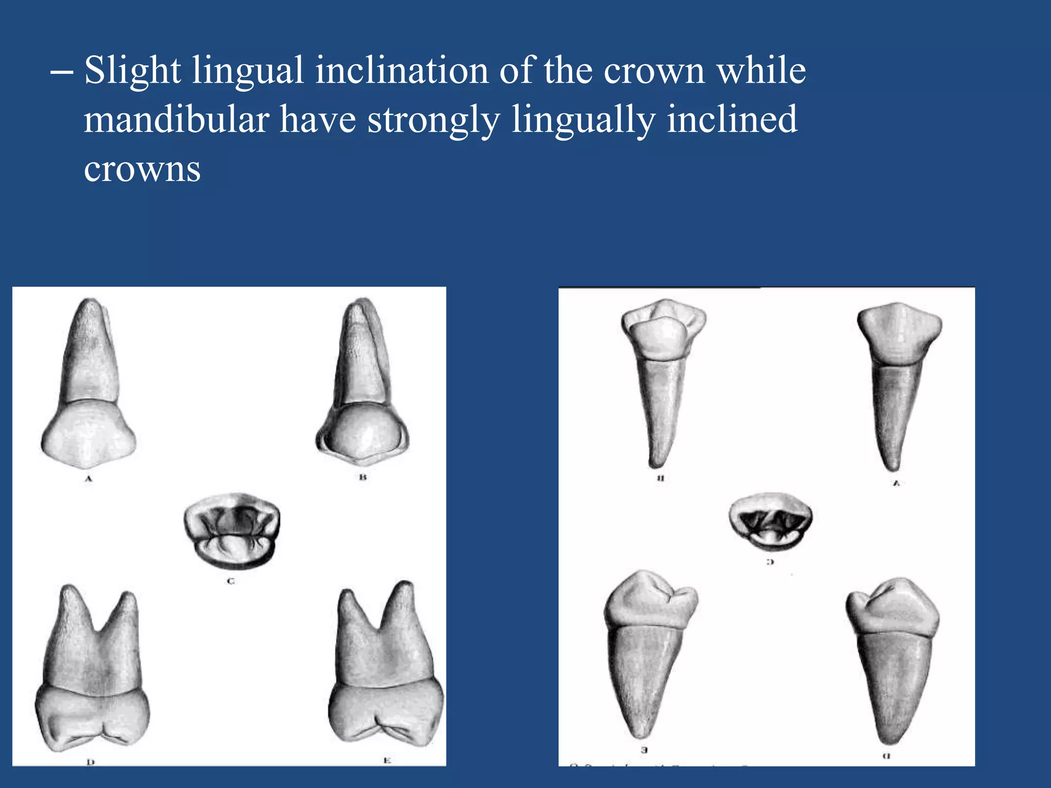 Maxillary premolars | PPTX