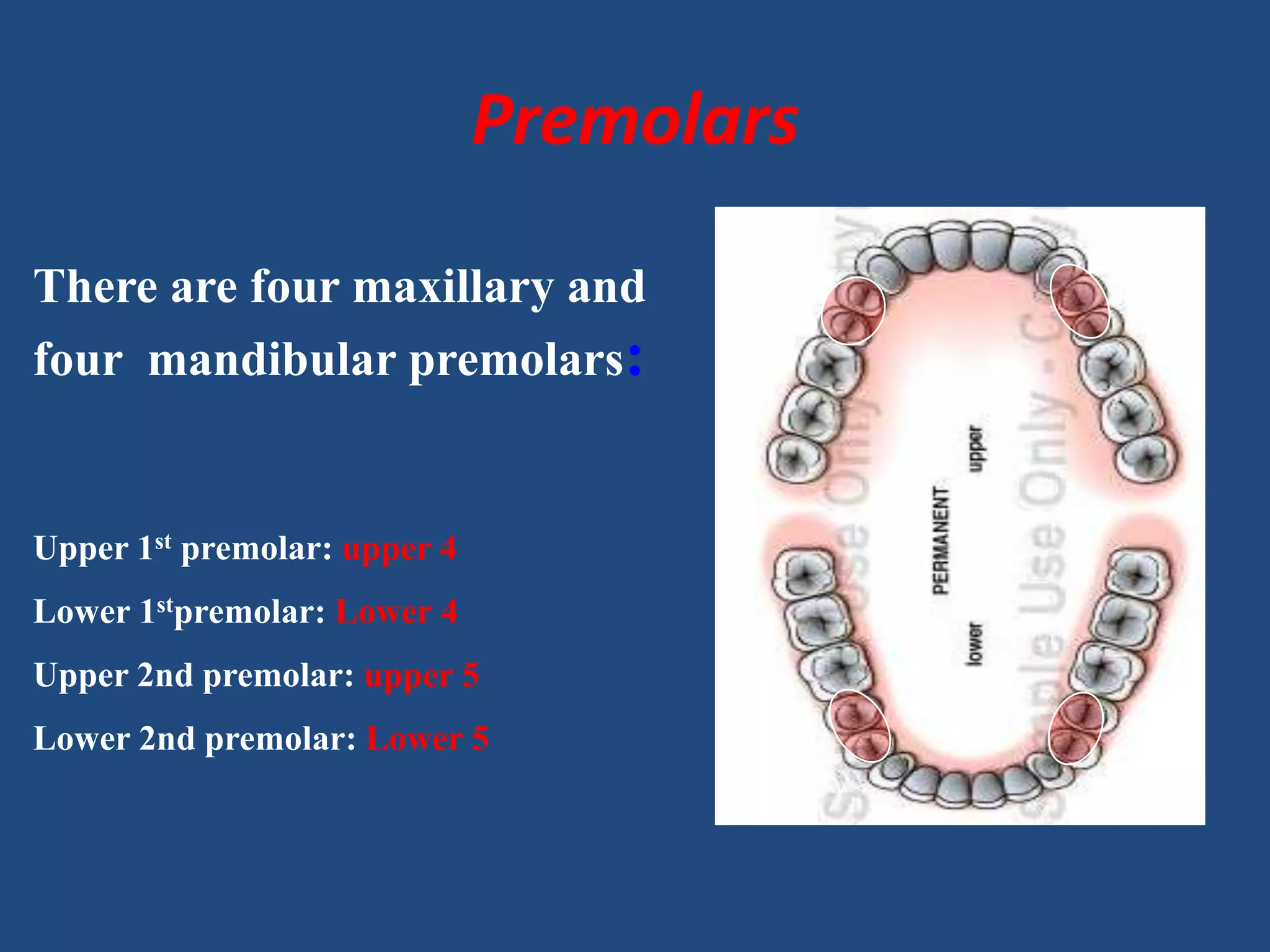 Maxillary premolars | PPTX