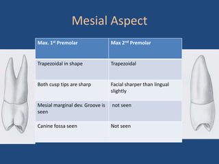 Maxillary 1st Premolar