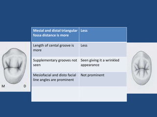 Maxillary 1st Premolar