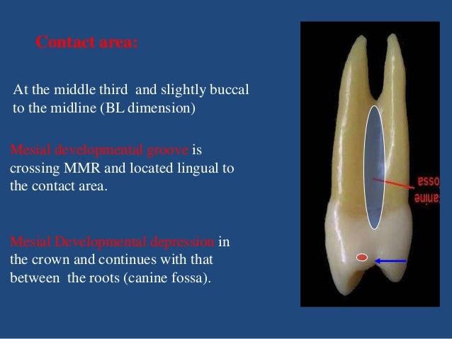 Maxillary premolars