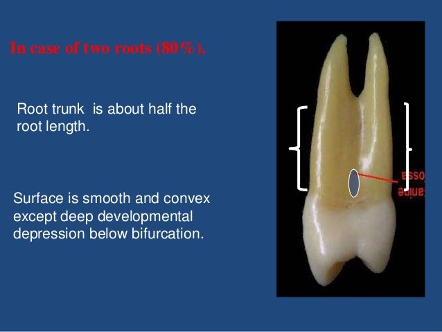 Maxillary premolars