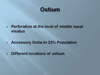 Maxillary Sinus | PPTX