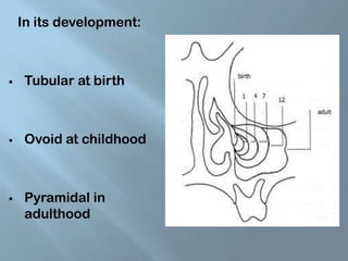 Maxillary Sinus | PPT