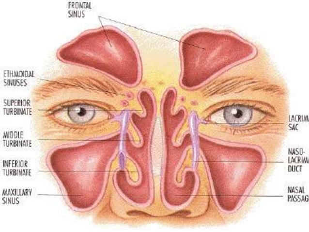 Maxillary Sinus