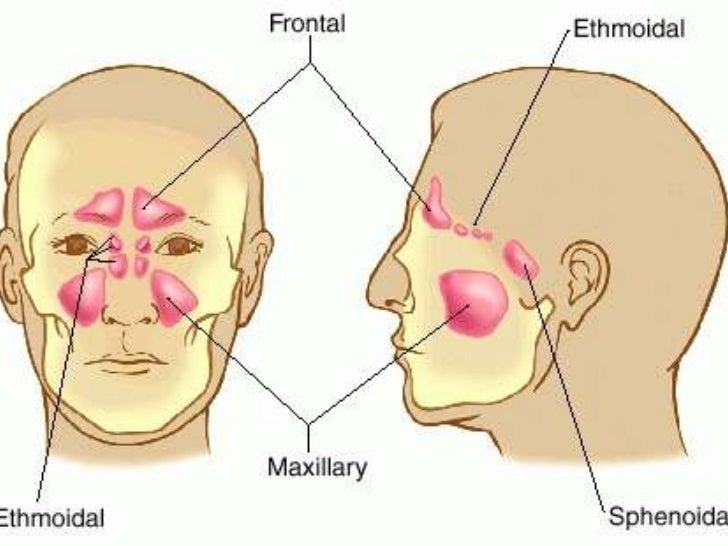 Sinus Definition Anatomy sinus-definition-anatomy