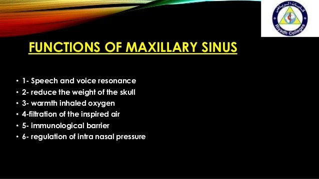 Maxillary Sinus The Definitive Guide Biology Dictionary