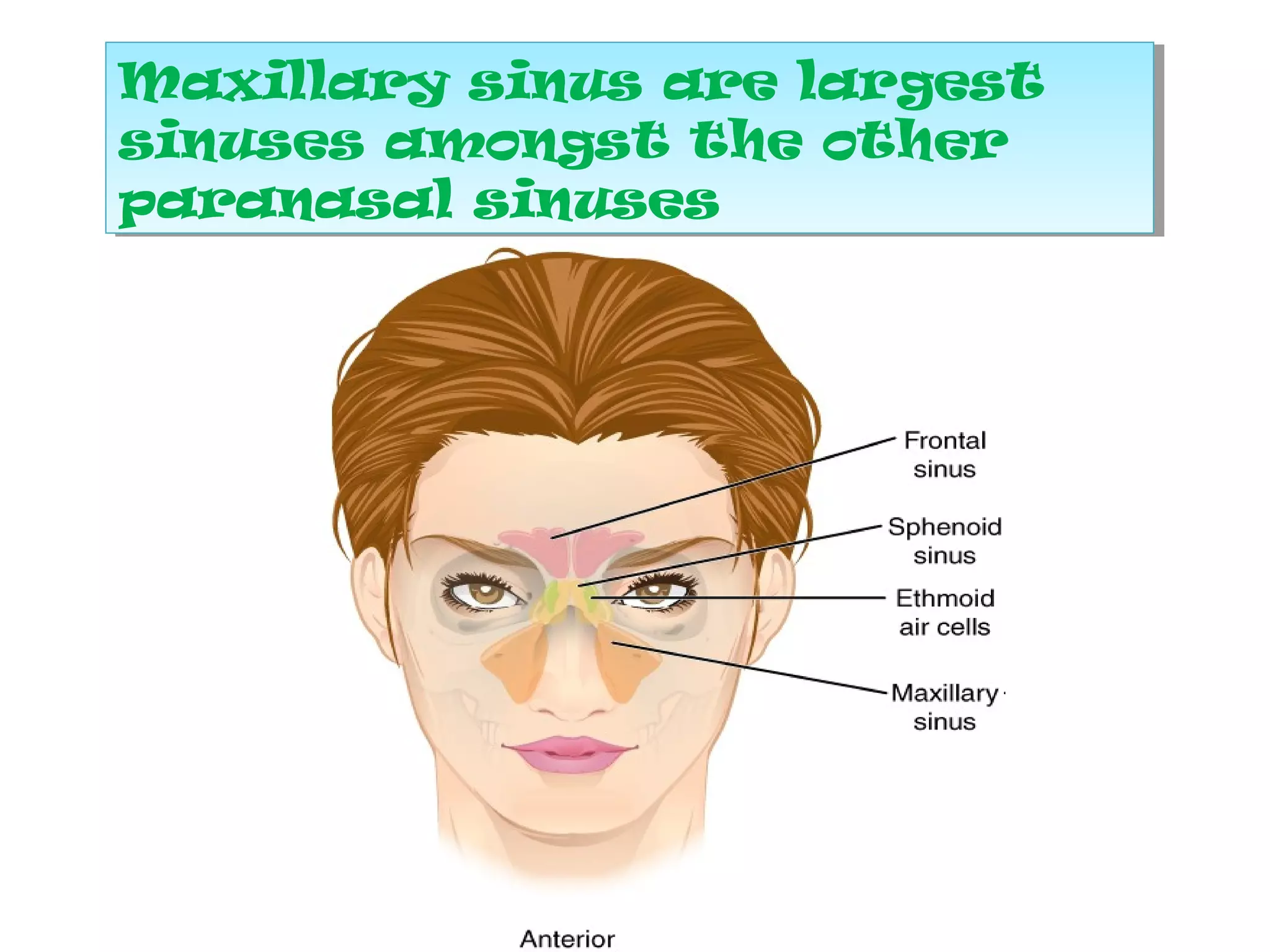 radiology of Maxillary sinus | PPT