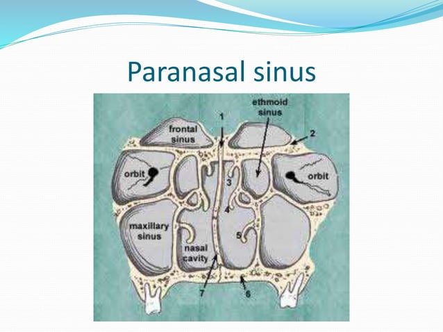 Maxillary sinus.pptx gaurav | PPTX