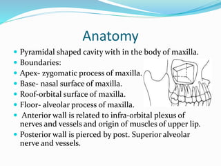 Maxillary Sinus Boundaries