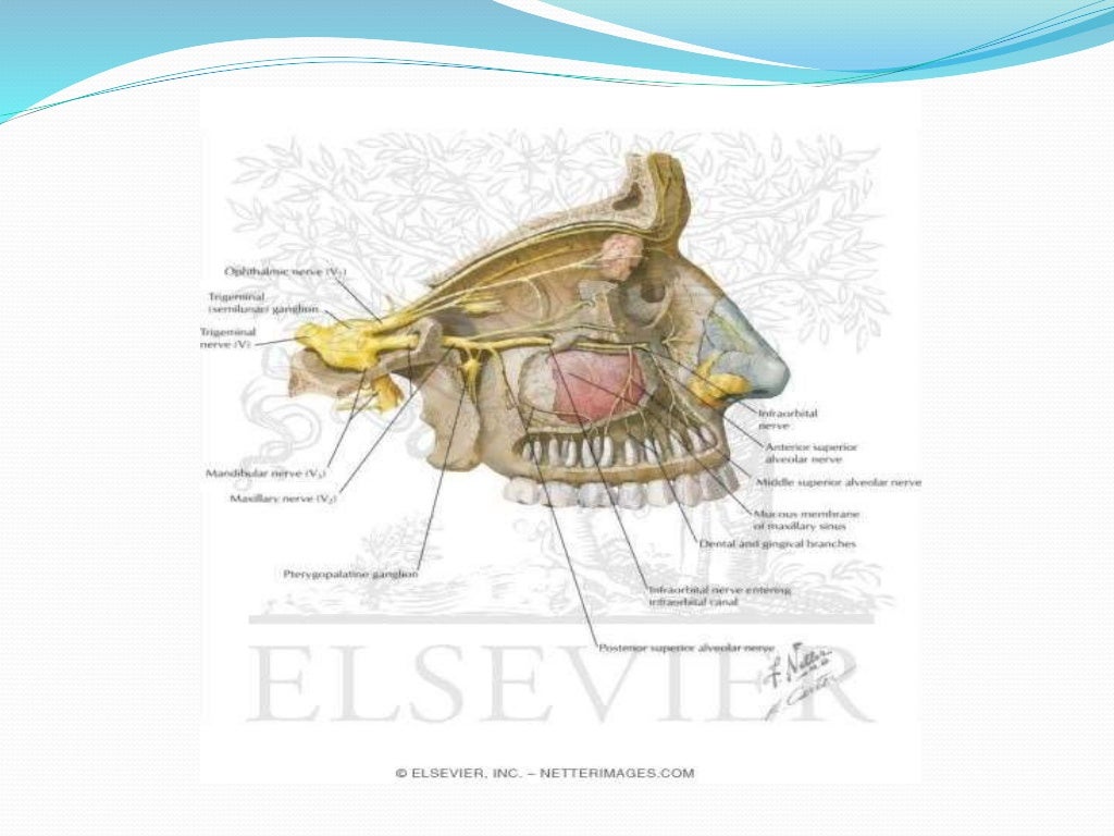 Maxillary Sinus Cavity Diagram