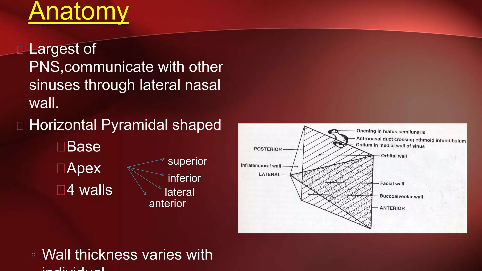 Maxillary sinus | PPTX