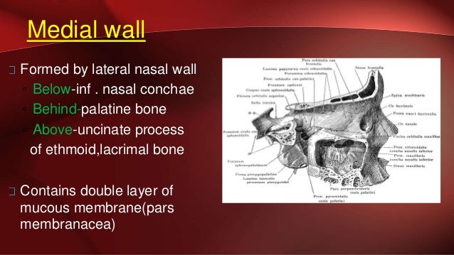Surgical Anatomy Of Maxillary Sinus Note On 2 Pptx