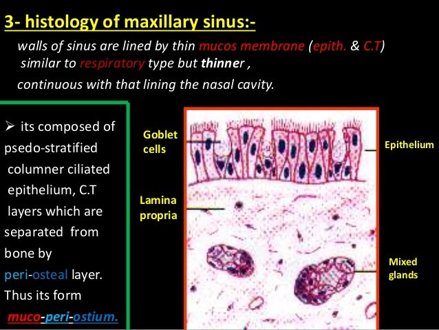 Maxillary sinus