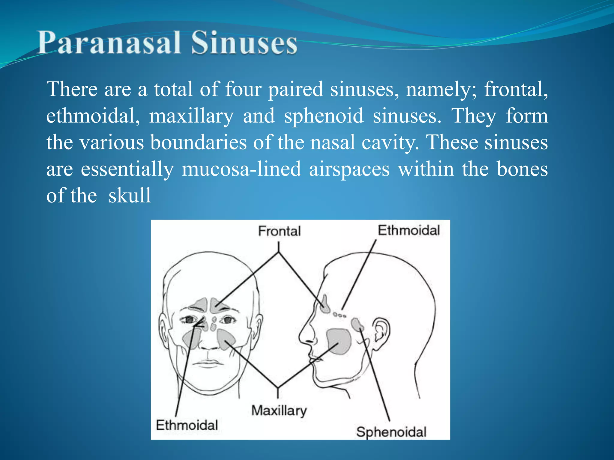 Maxillary Sinus | PPTX