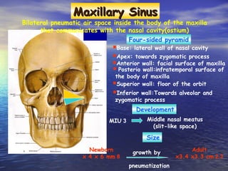 Maxillary sinus | PPT