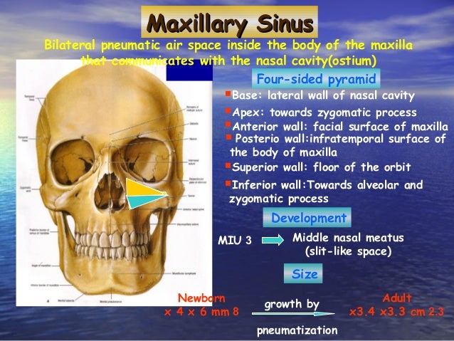 Maxillary sinus