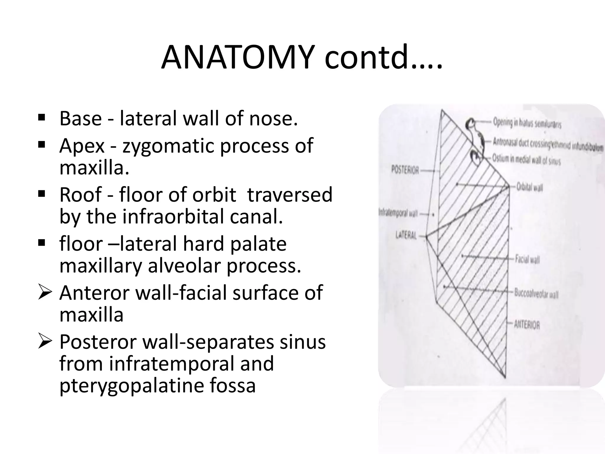 Maxillary sinus | PPTX