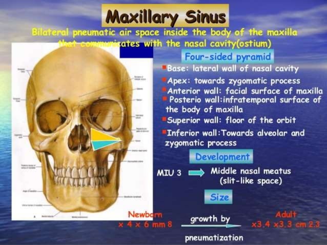 Maxillary sinus | PPT
