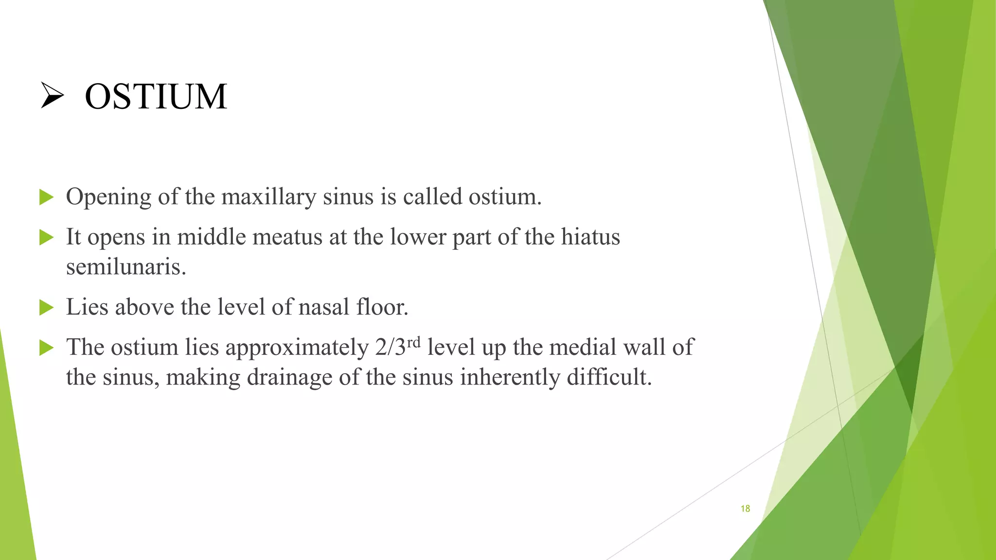 Maxillary Sinus | PPTX