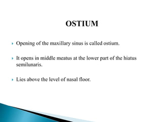 Maxillary sinus | PPTX