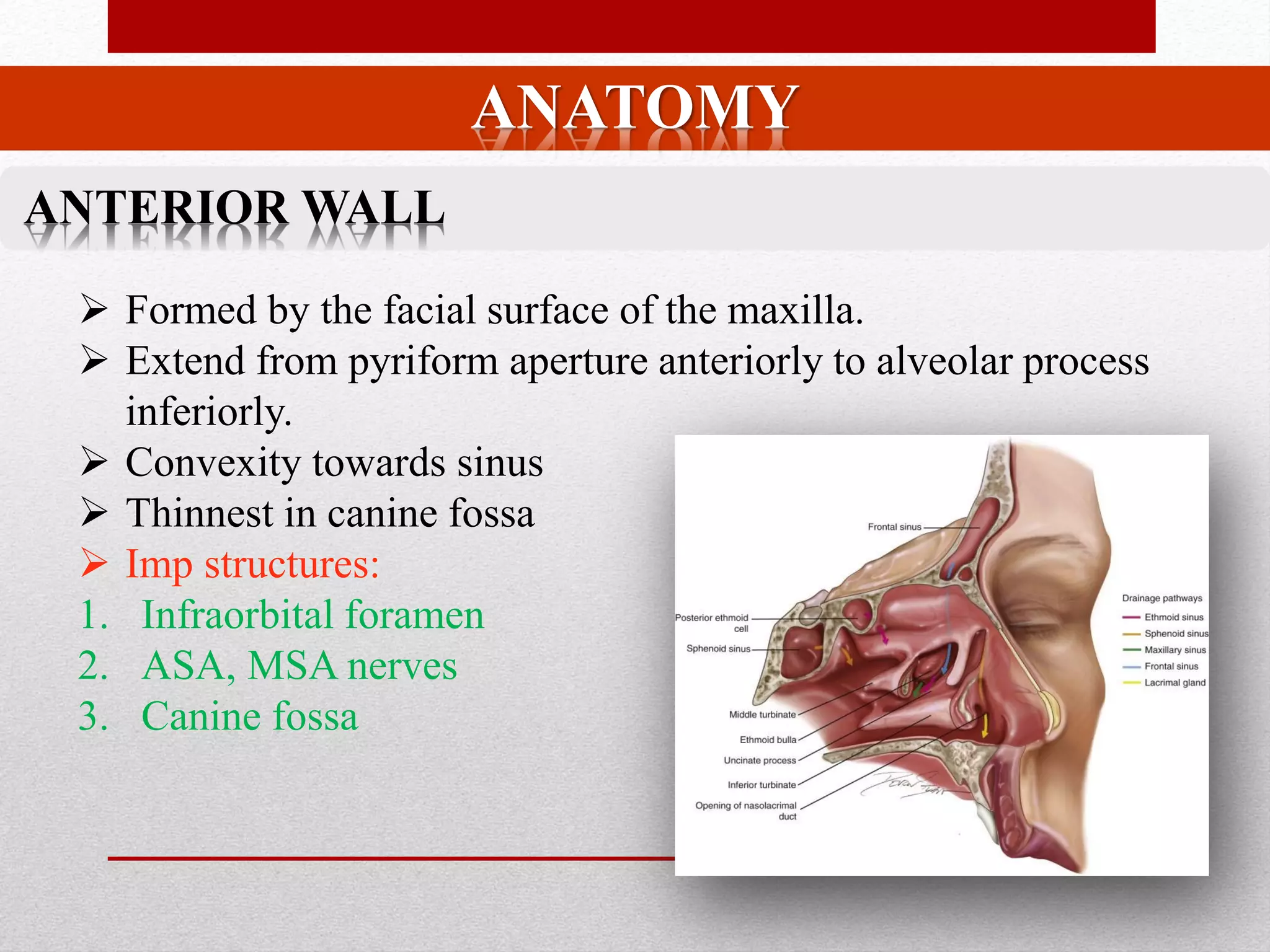 Maxillary sinus.pptx