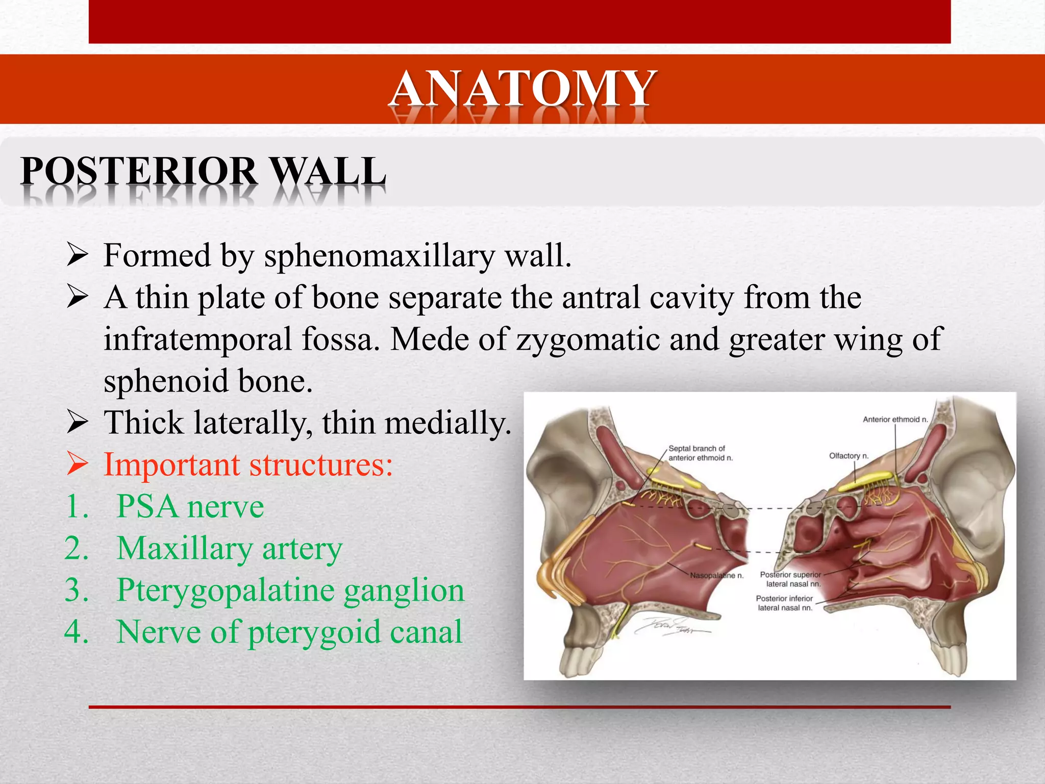 Maxillary sinus.pptx