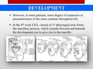 Maxillary sinus.pptx | Ear, Nose and Throat Conditions | Diseases and ...