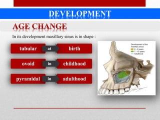 Maxillary sinus.pptx | Ear, Nose and Throat Conditions | Diseases and ...